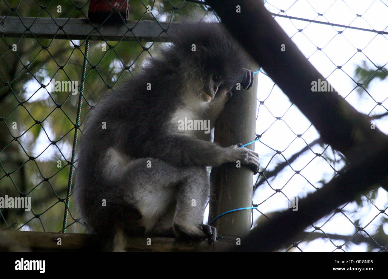 Sensitive species hi-res stock photography and images - Alamy