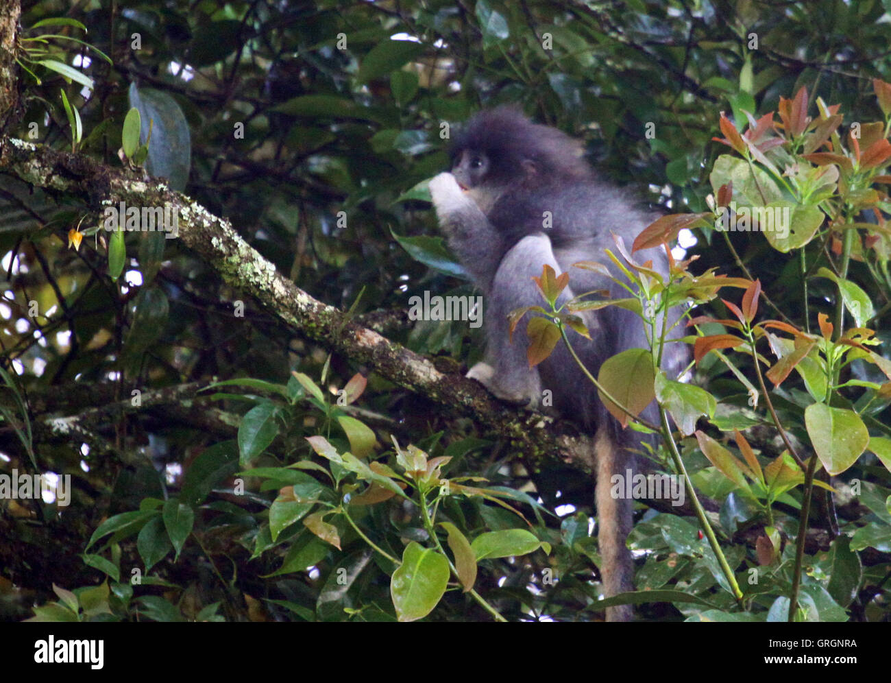 Jakarta, Jakarta, Indonesia. 7th Sep, 2016. The release of primates ...