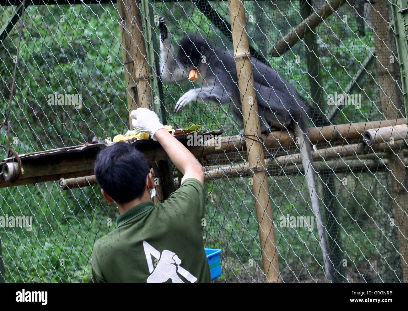 Jakarta, Jakarta, Indonesia. 7th Sep, 2016. The release of primates ...