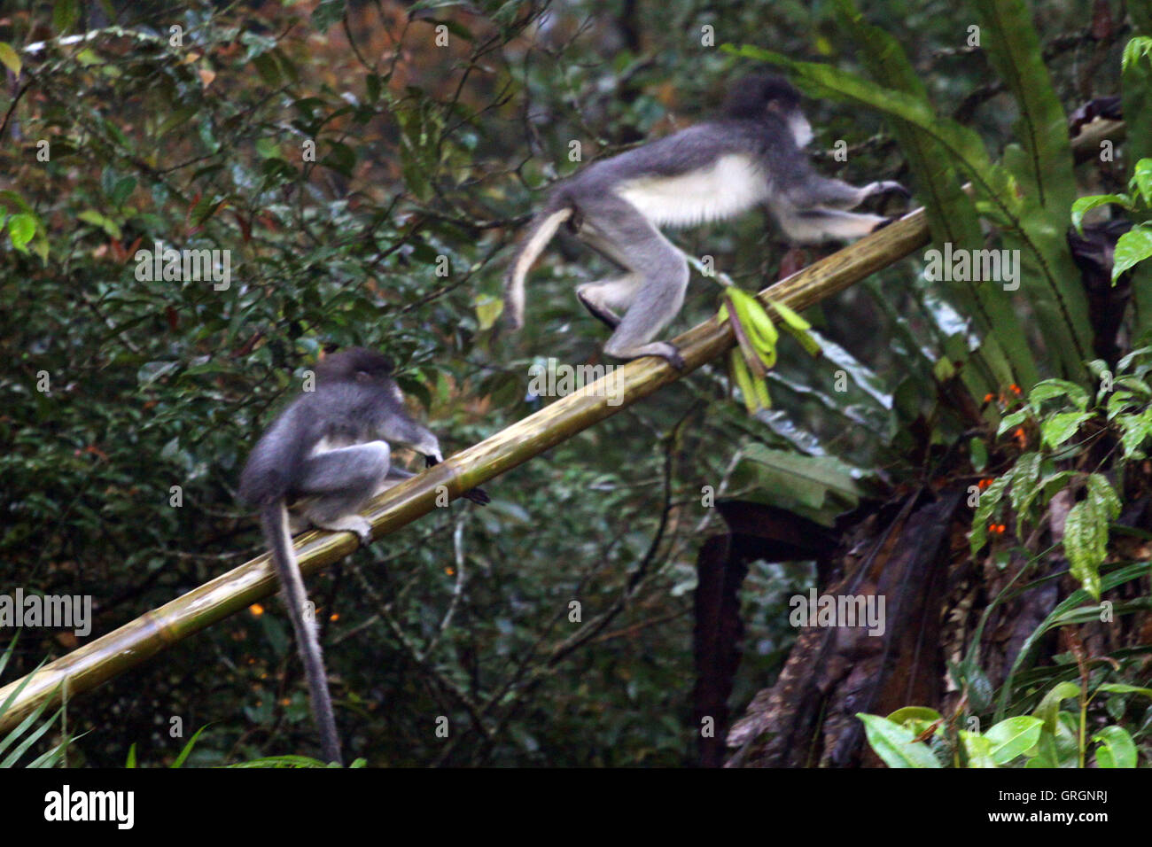 Jakarta, Jakarta, Indonesia. 7th Sep, 2016. The release of primates ...