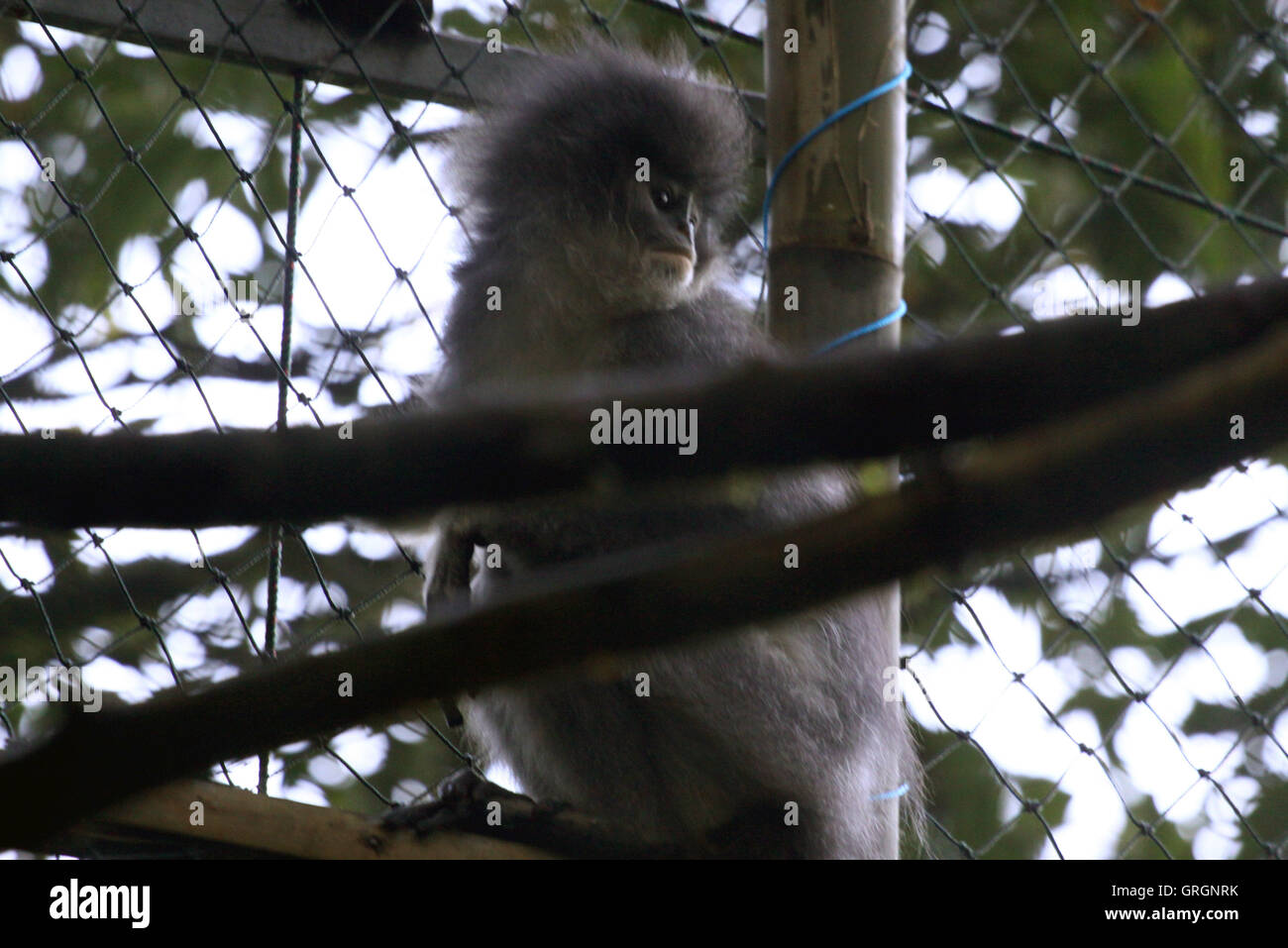 Javan surili hi-res stock photography and images - Alamy