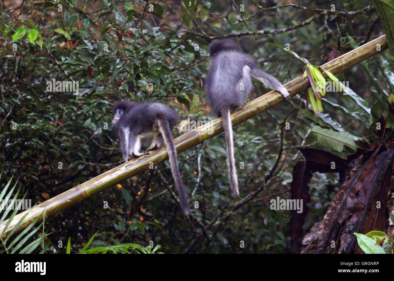 85 cm hi-res stock photography and images - Alamy