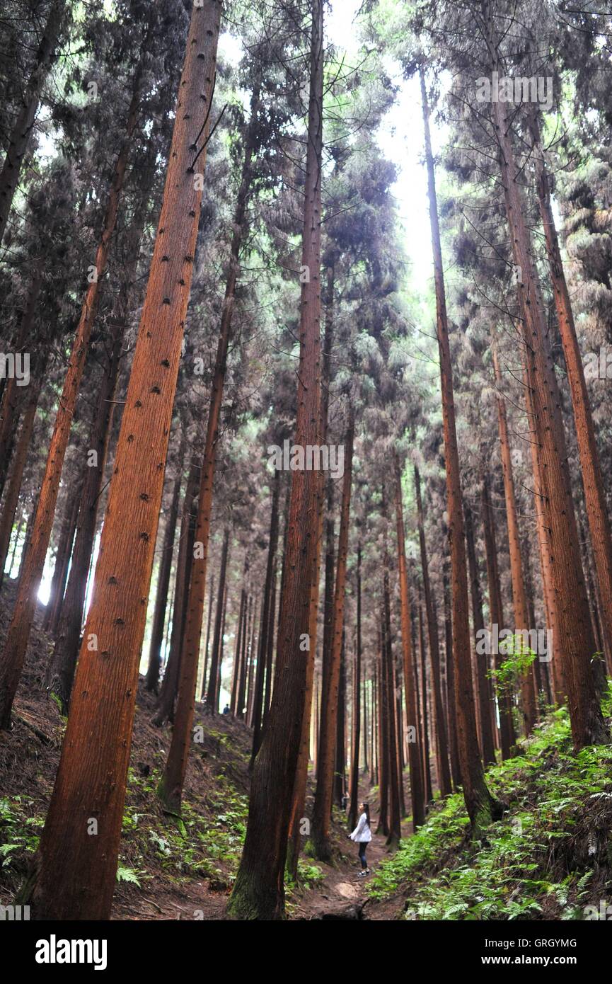 Cryptomeria fortunei hi-res stock photography and images - Alamy