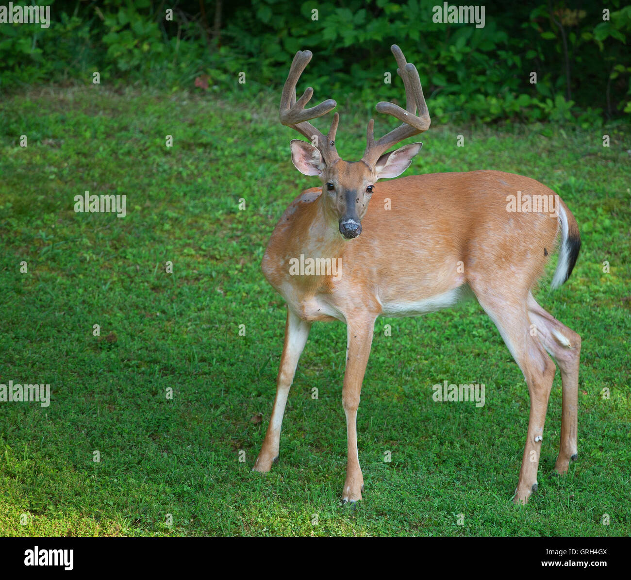 Big whitetail buck with its antlers in velvet Stock Photo - Alamy