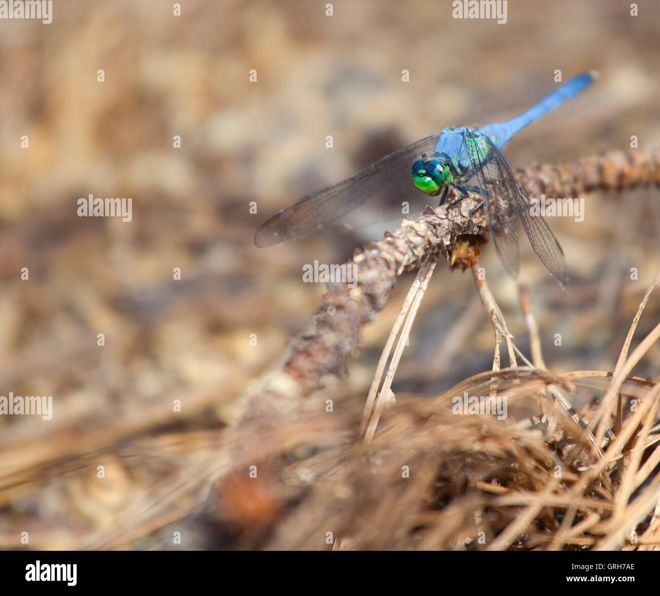 Dragonfly underneath hi-res stock photography and images - Alamy