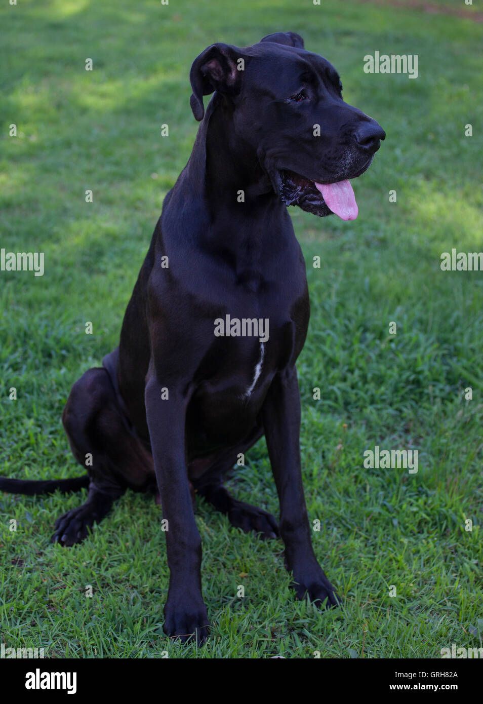 Great Dane Legs High Resolution Stock Photography and Images - Alamy