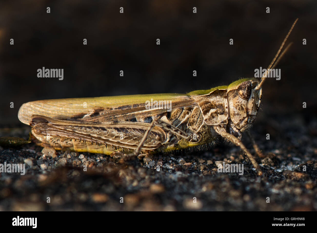 Common Green Grasshopper (Female) Omocestus viridulus Stock Photo - Alamy