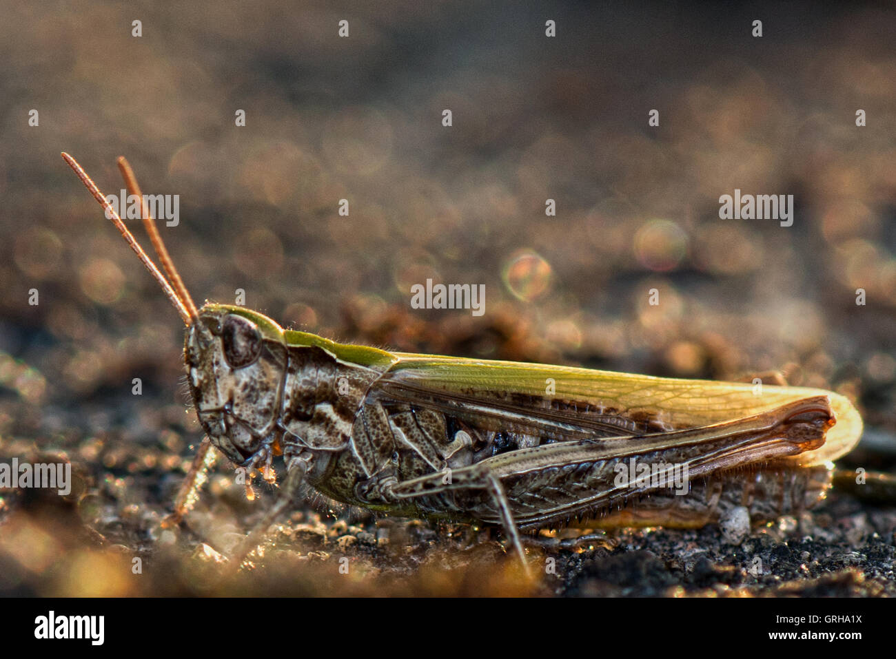 Common Green Grasshopper (Female) Omocestus viridulus Stock Photo - Alamy