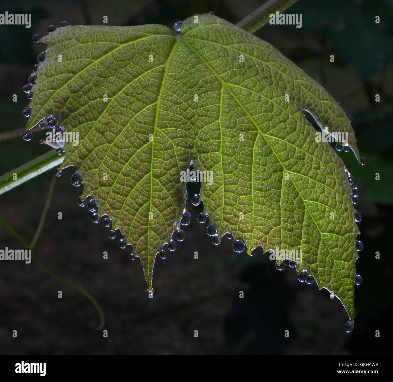 Moisture forming hi-res stock photography and images - Alamy