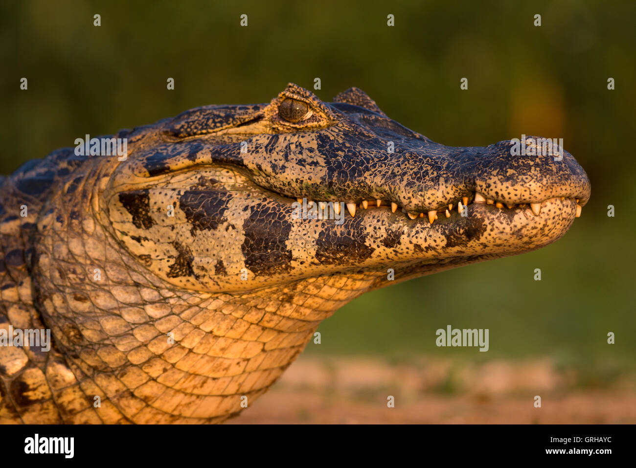 Pantanal Caiman portrait Stock Photo - Alamy