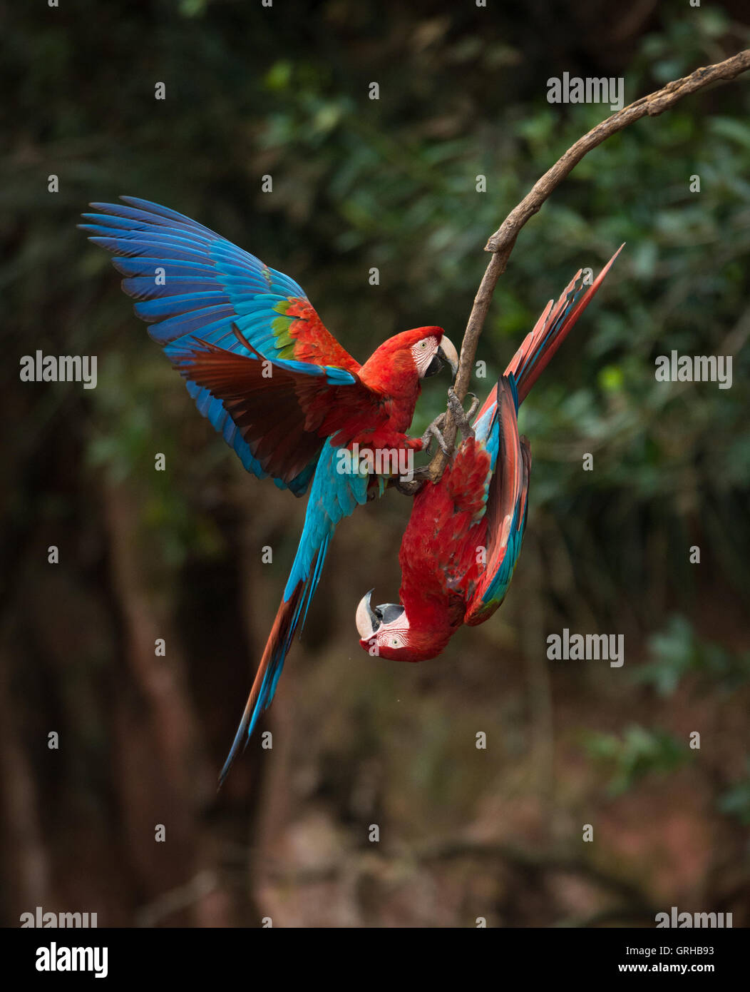 Red-and-green Macaws playing Stock Photo - Alamy