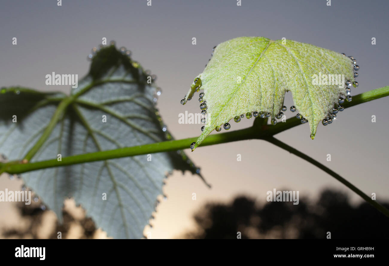 Leaves and vines on a grapevine dripping with morning dew Stock Photo ...