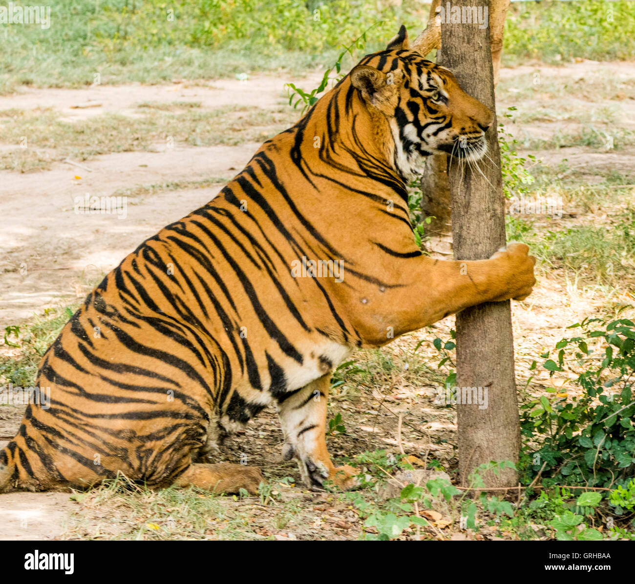 Tiger clawing a tree Stock Photo - Alamy