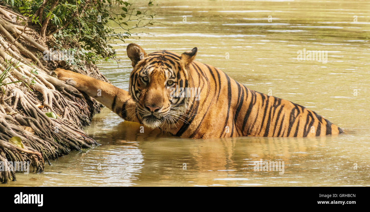 Tiger cooling off in water Stock Photo - Alamy