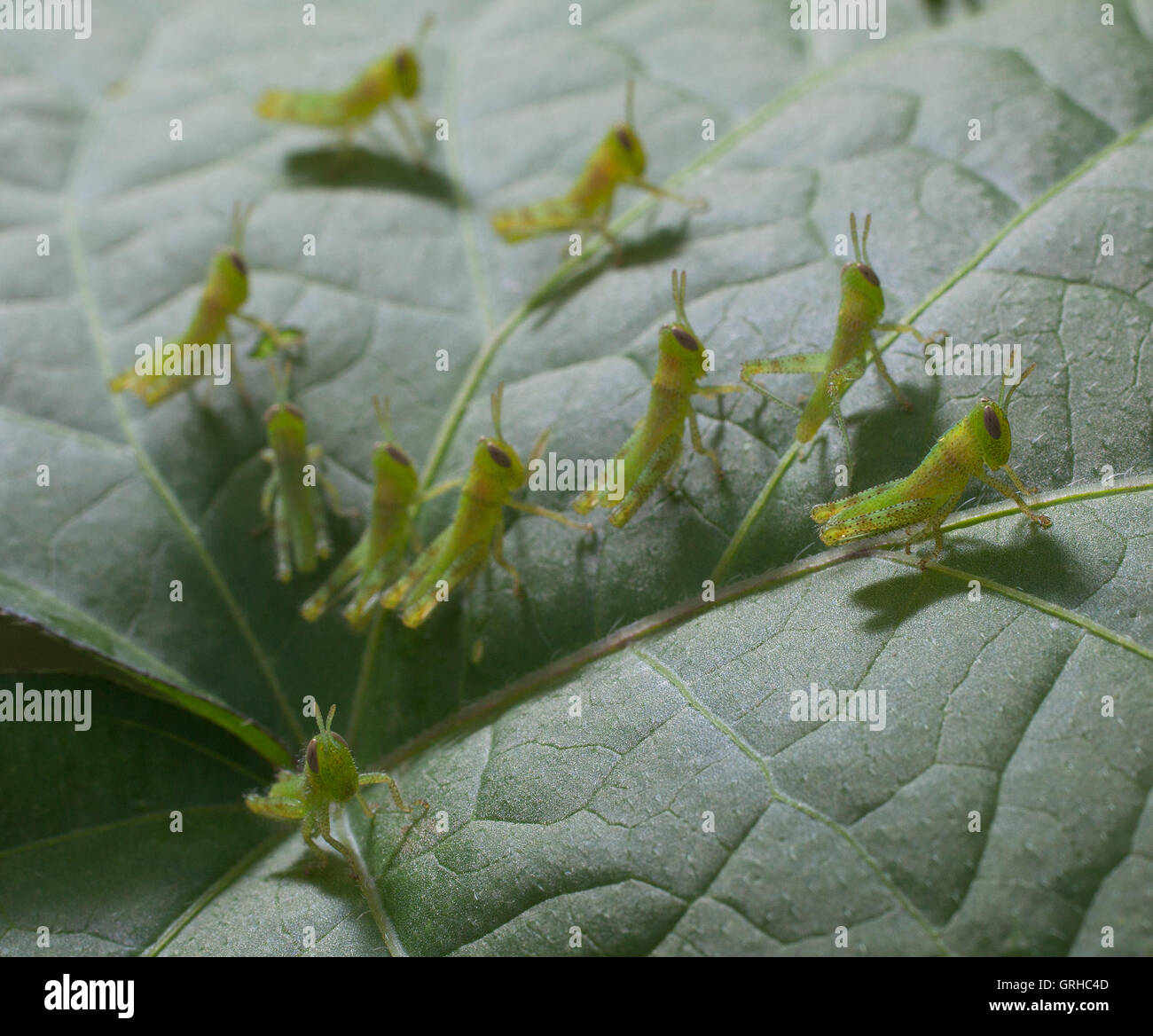 Grasshopper herd hi-res stock photography and images - Alamy