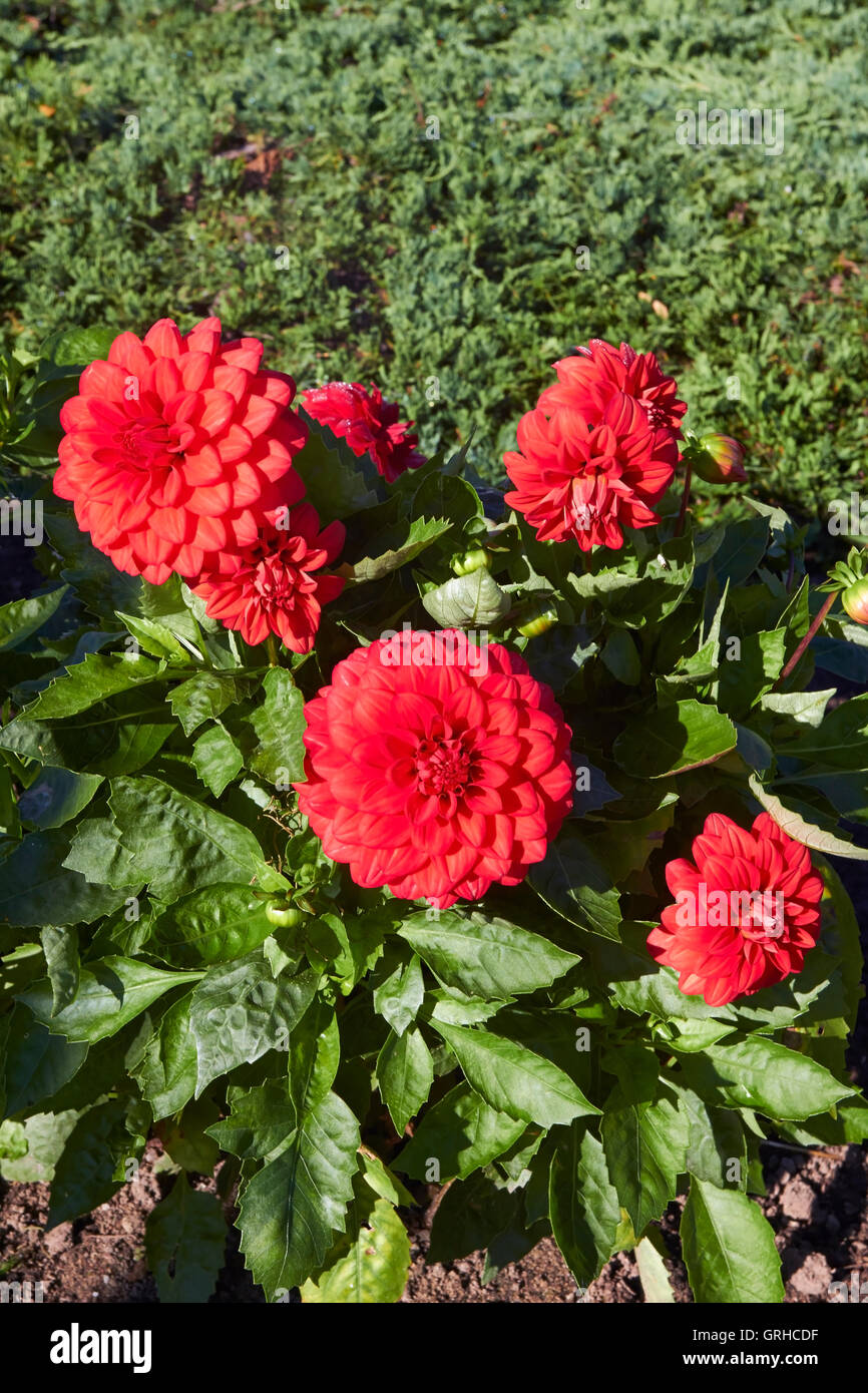 Red Dahlia flowers Stock Photo - Alamy