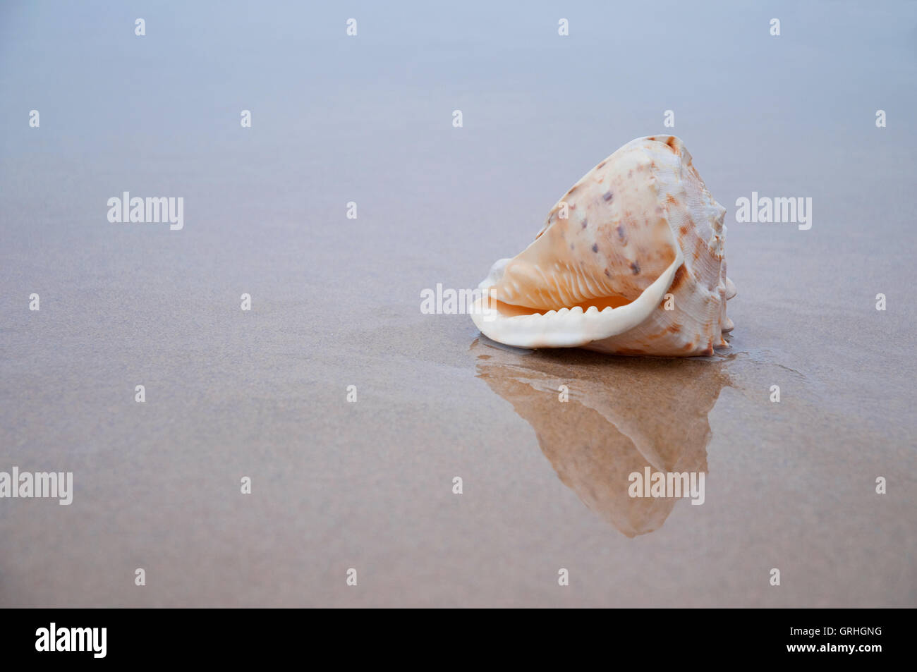 Shell and its reflection on wet sand Stock Photo - Alamy