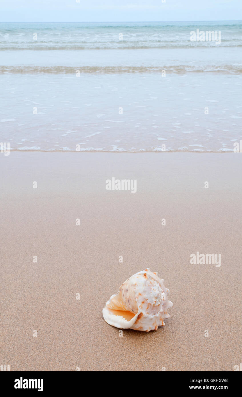 Shell on seashore Stock Photo - Alamy