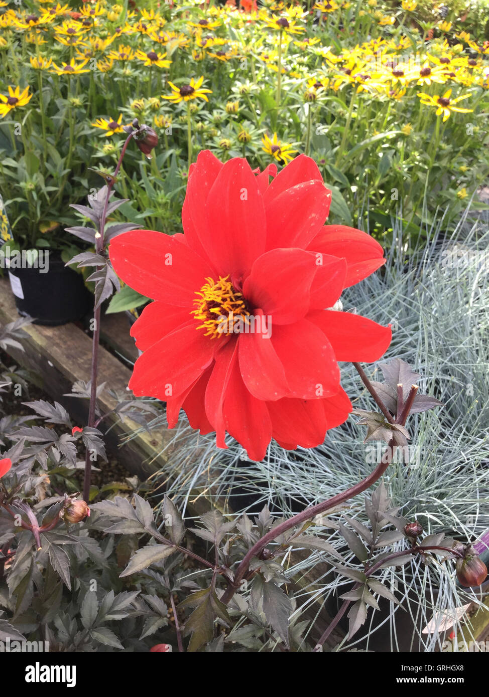 charlecote park stately home grounds estate uk gb gardens tourism ...