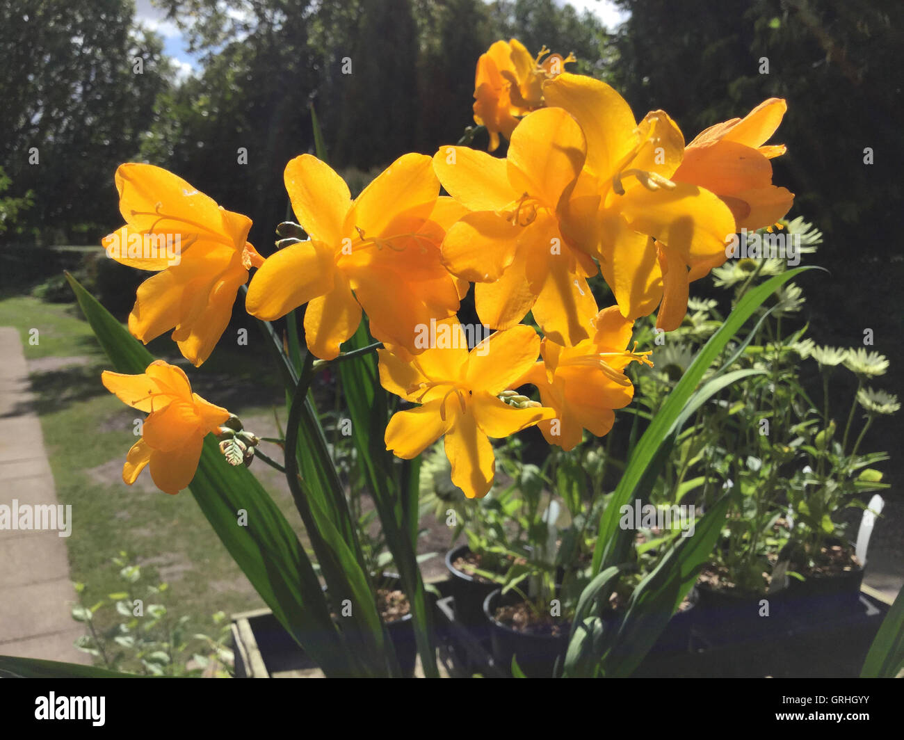 charlecote park stately home grounds estate uk gb gardens tourism ...