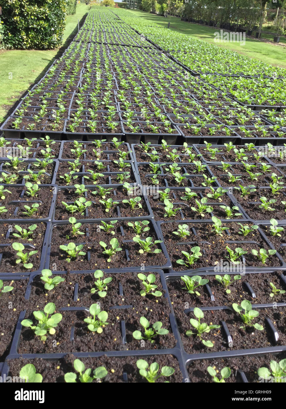 charlecote park stately home grounds estate uk gb gardens tourism ...