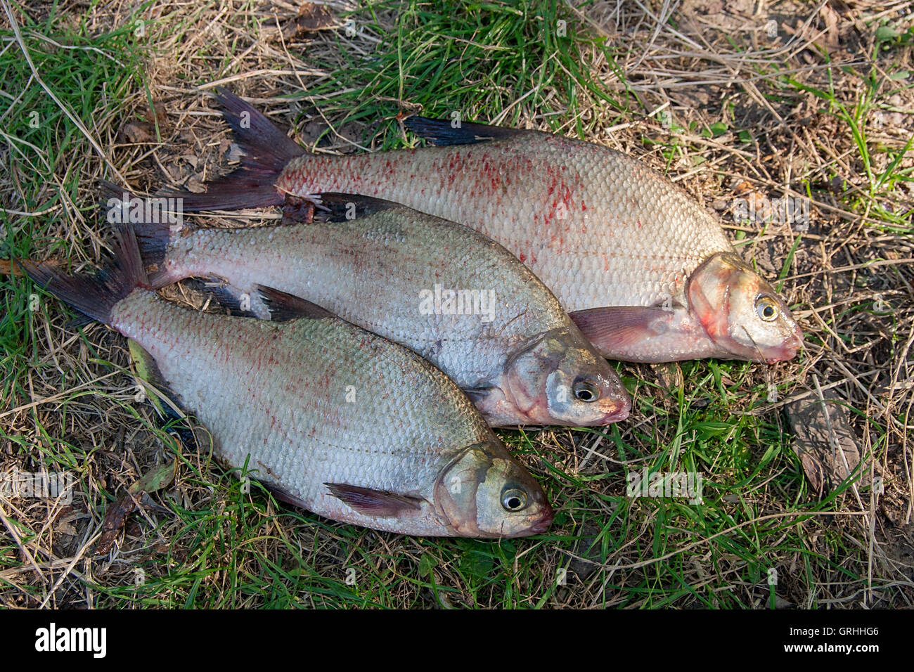 Freshwater fish just taken from the water. Several bream fish on green ...