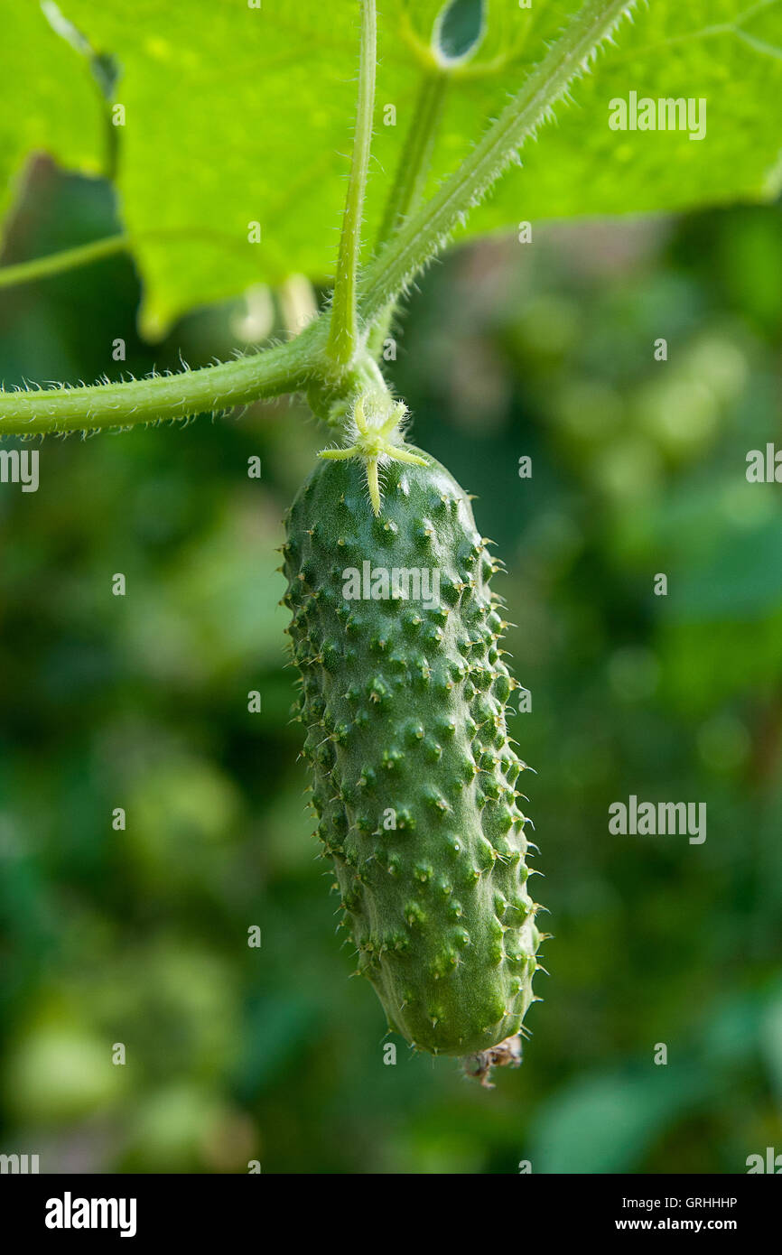 A cucumber in a bush outdoors. How to grow a cucumber plant in a garden ...