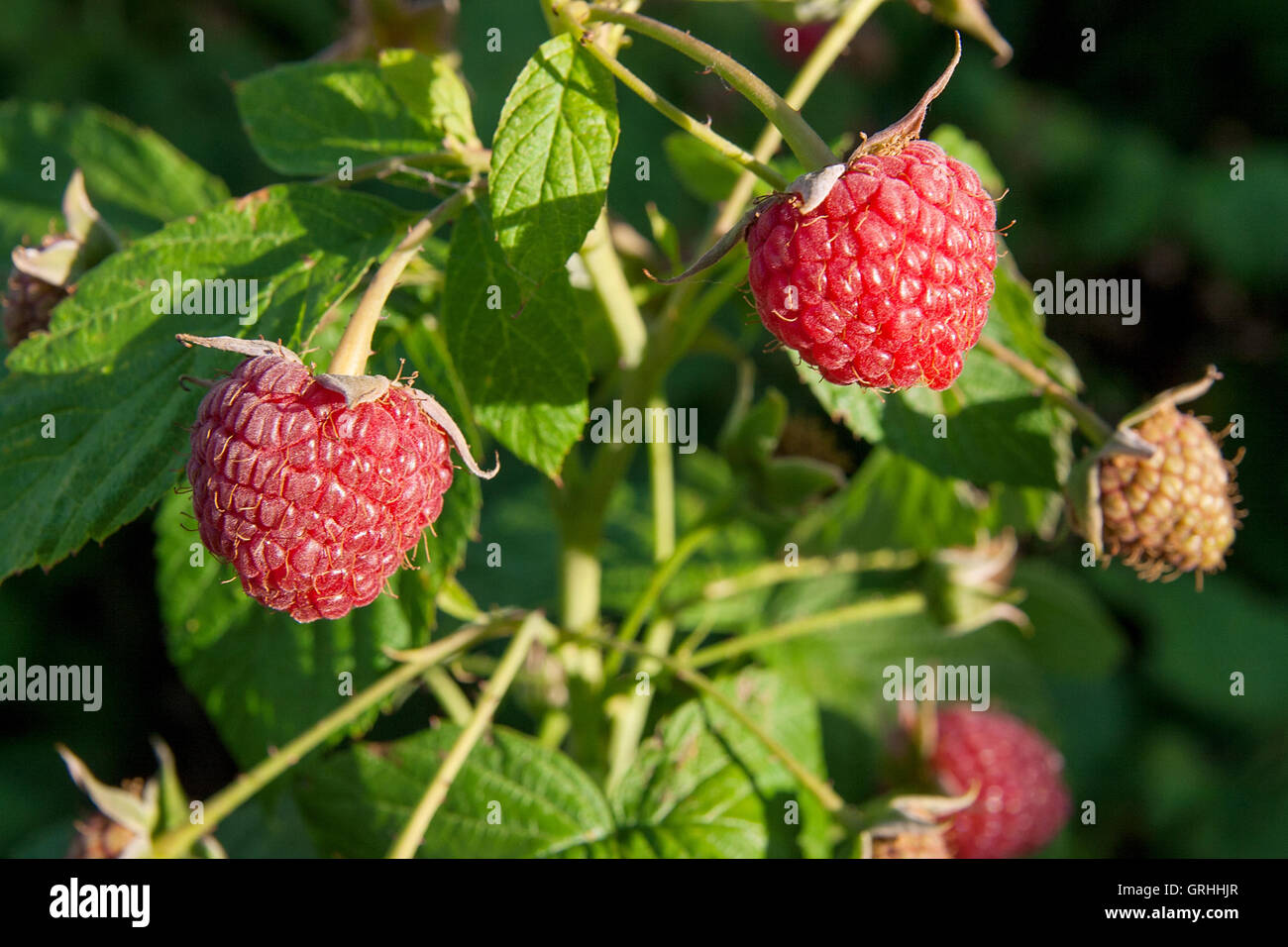 Lots of red ripe raspberries on a bush. Close up of fresh organic ...