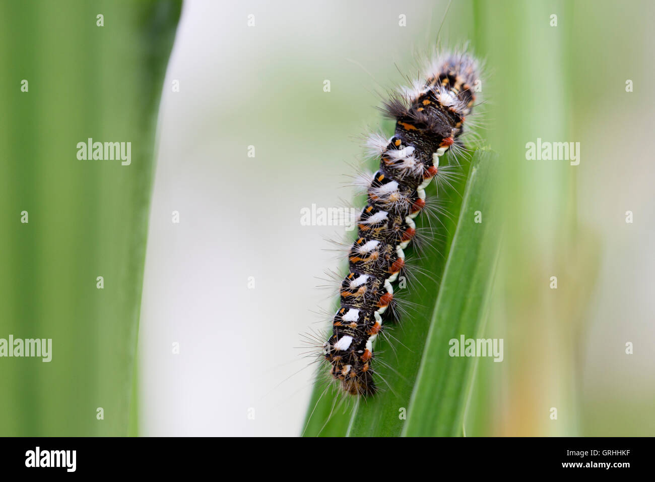 A Caterpillar eating Stock Photo - Alamy