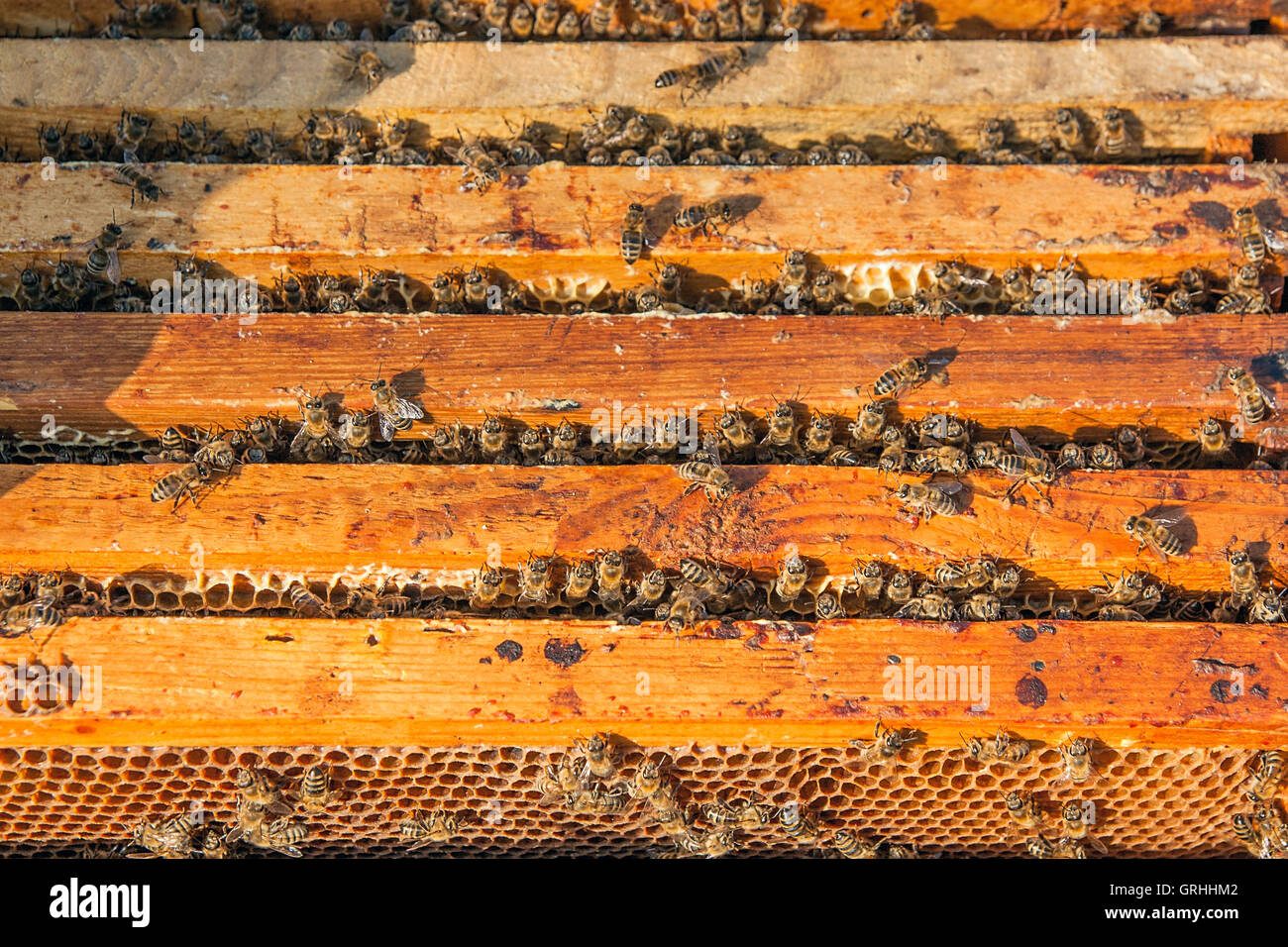 Close up view of the opened hive body showing the frames populated by ...