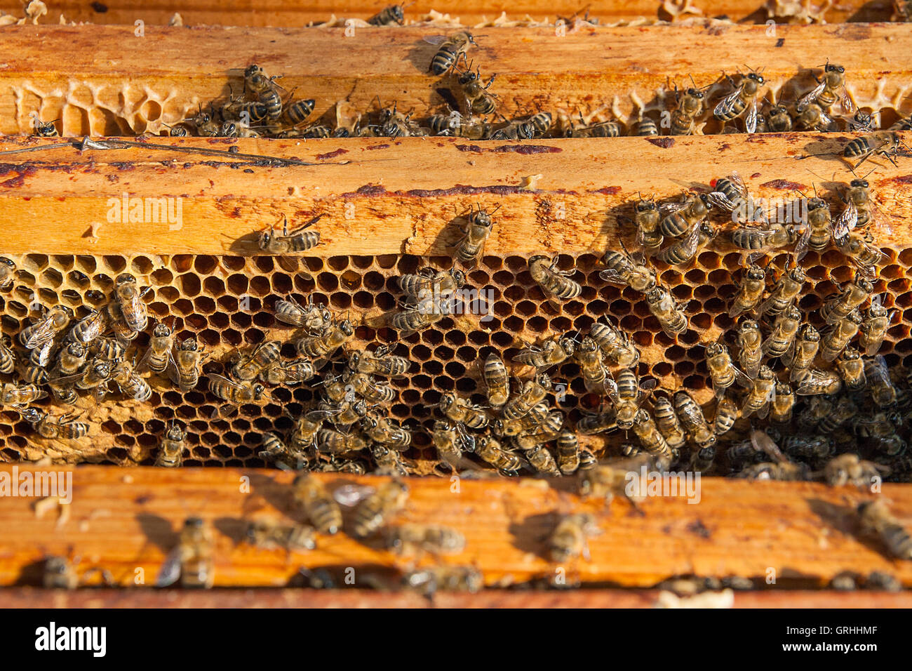Close up view of the opened hive body showing the frames populated by ...