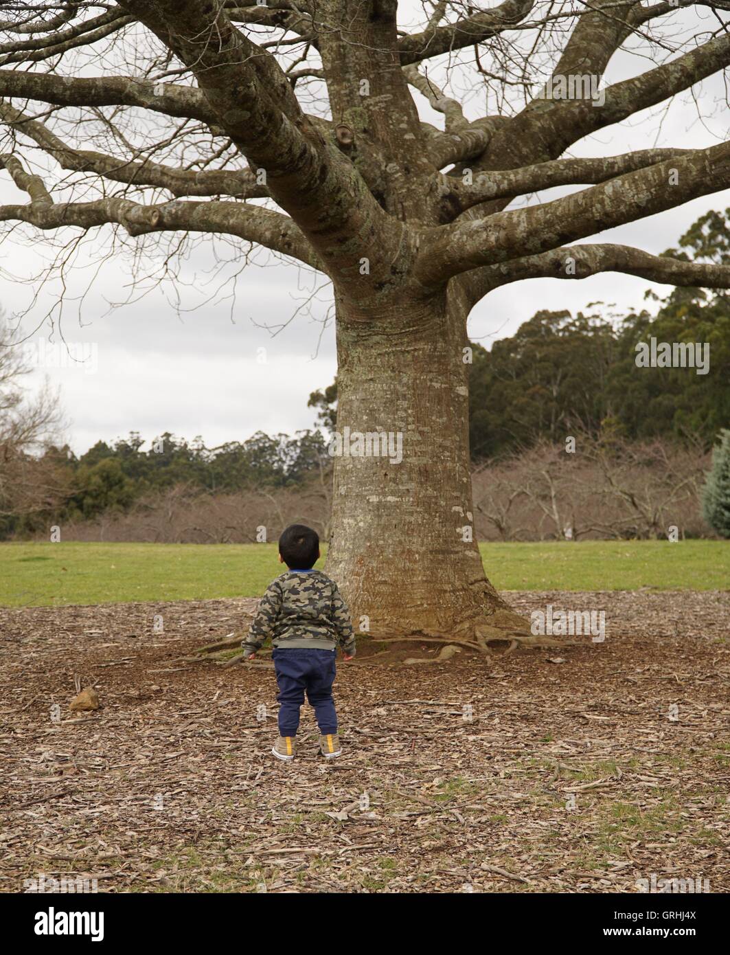 Little tree big tree hi-res stock photography and images - Alamy