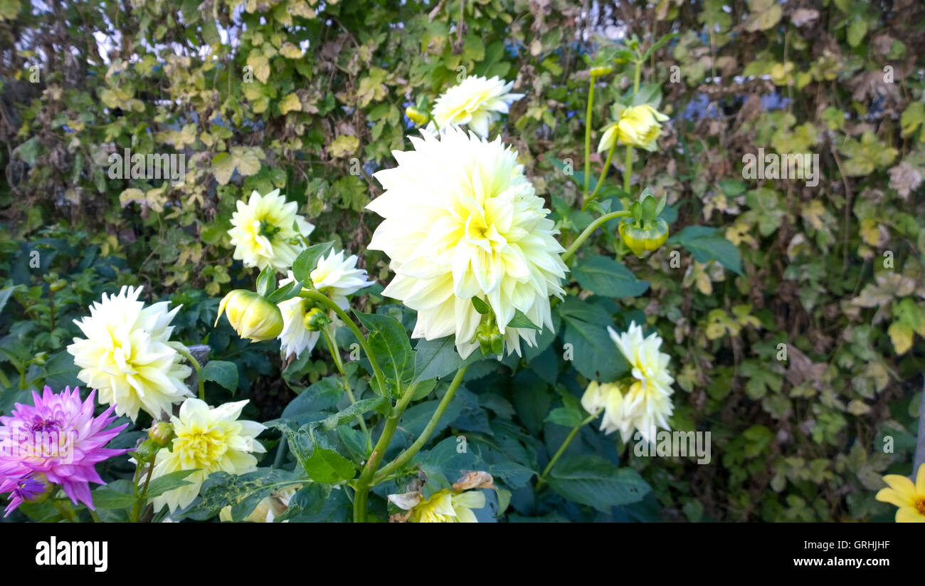 charlecote park stately home grounds estate uk gb gardens tourism ...