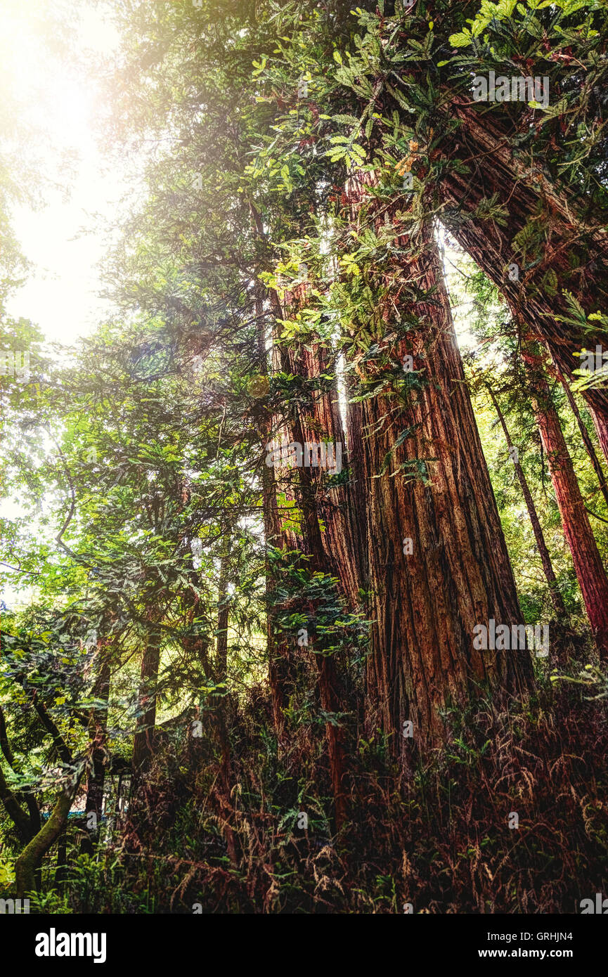 Stream through redwood forest hi-res stock photography and images - Alamy