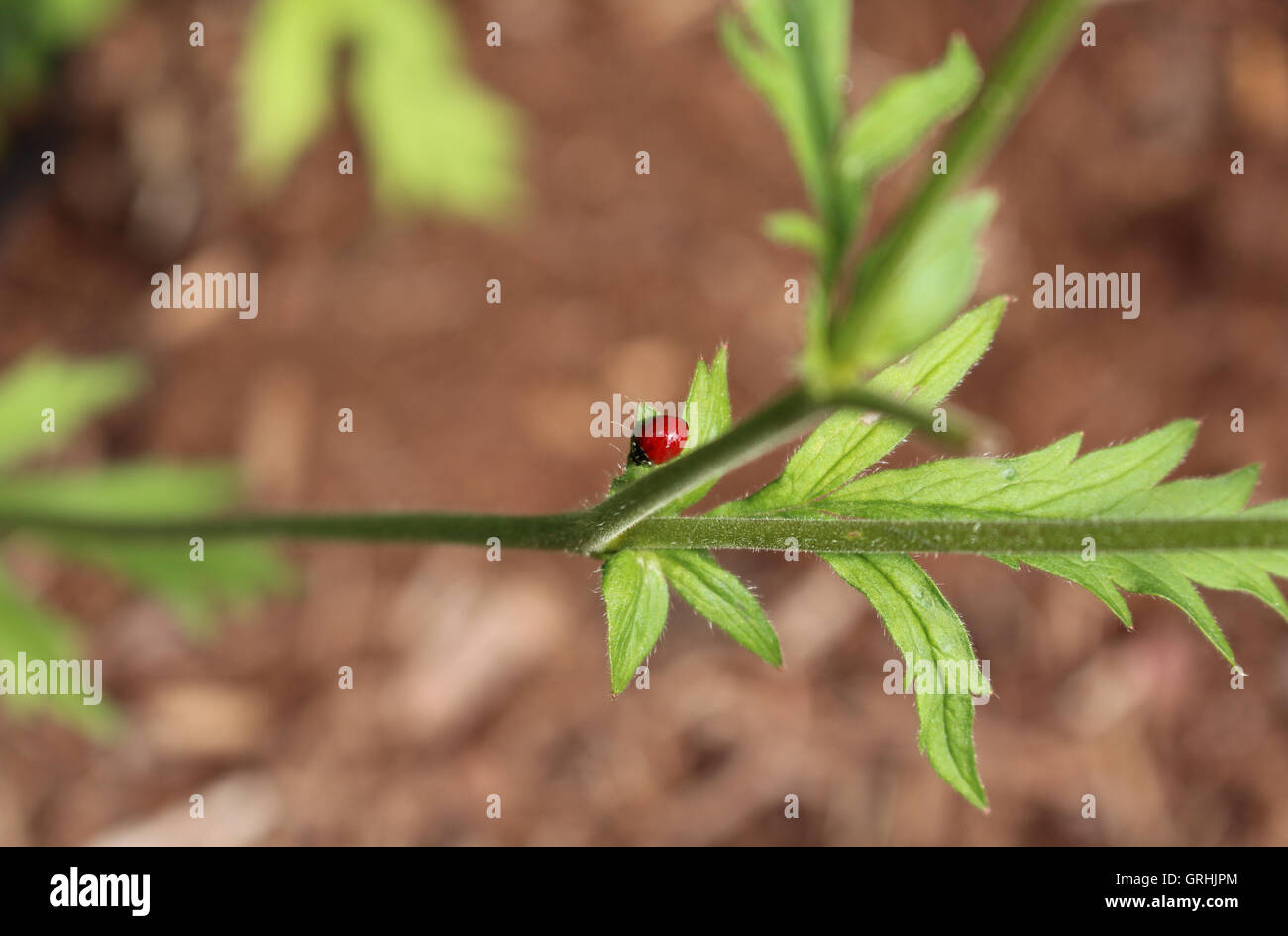Red ladybug on a leaf near a stem horizontal Stock Photo - Alamy
