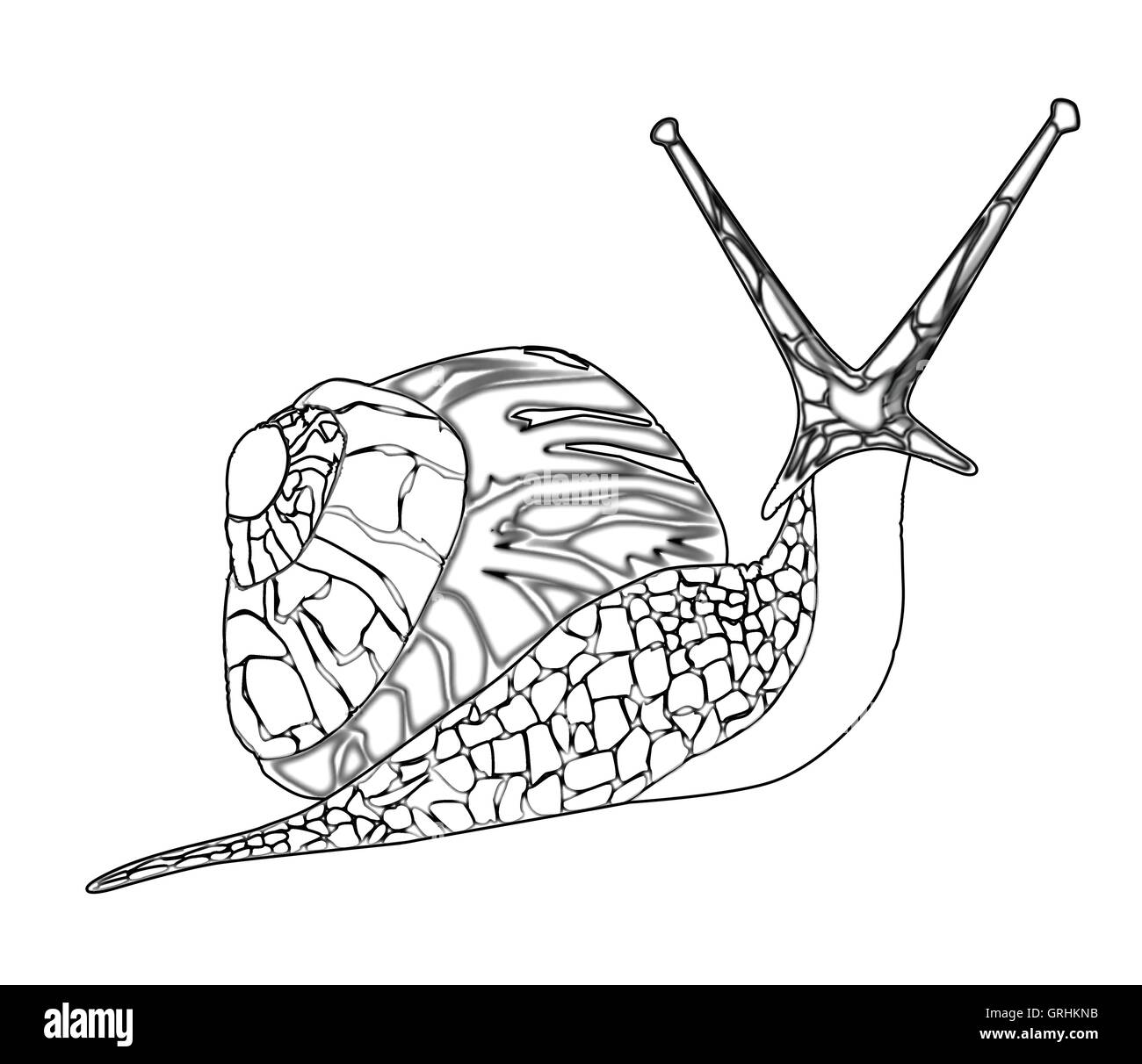 Slow as snail Stock Vector Images - Alamy