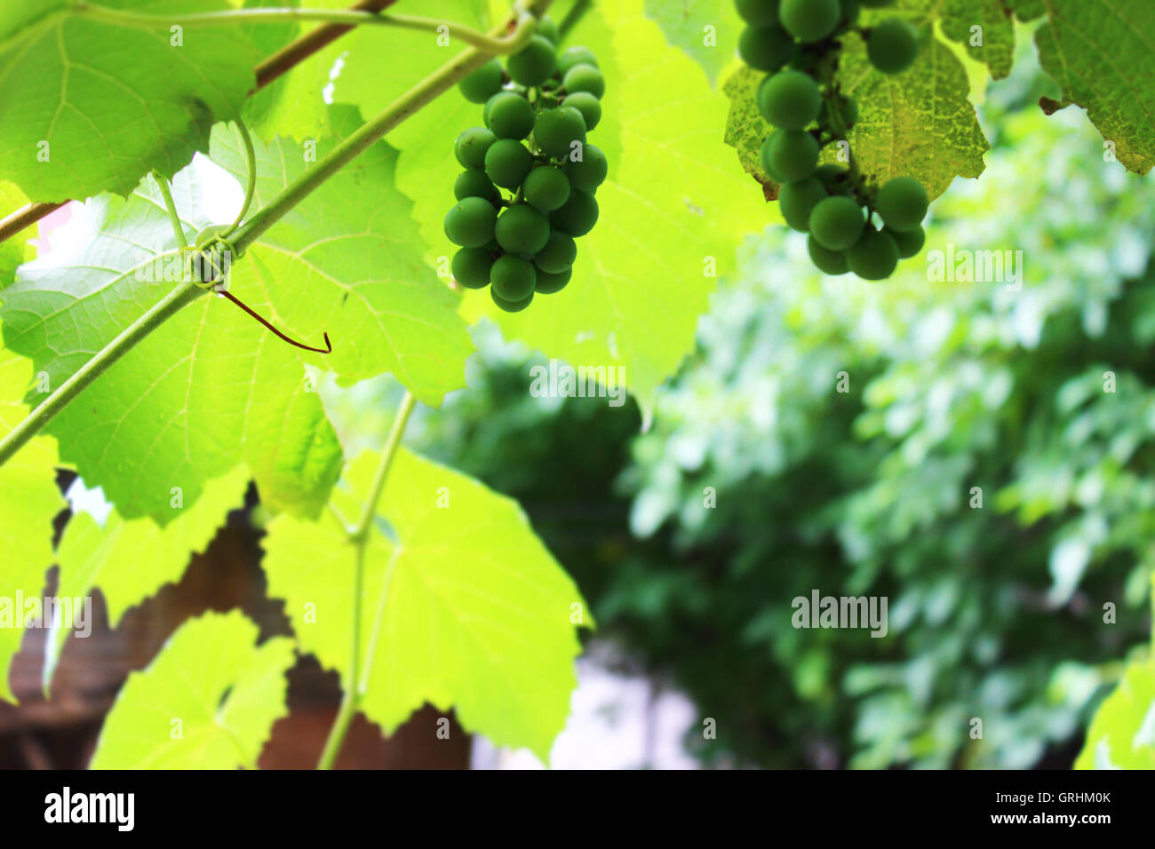 Bio grapes hi-res stock photography and images - Alamy
