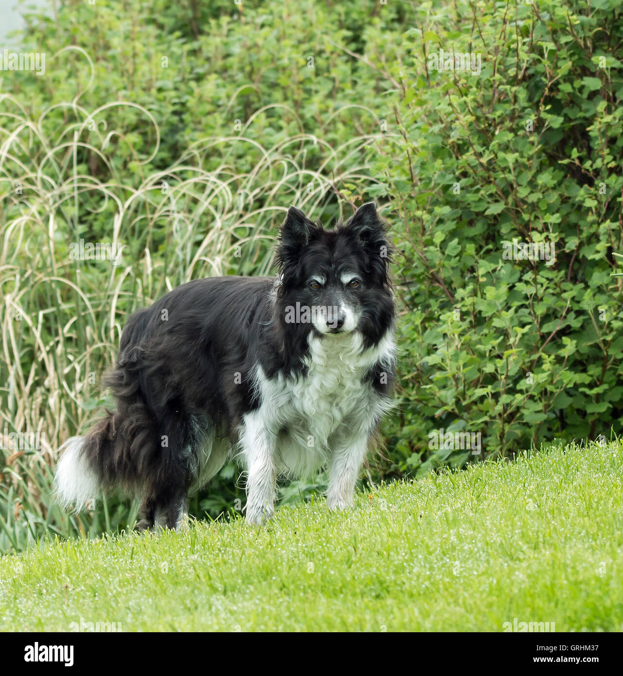 Elderly Border Collie Stock Photo - Alamy