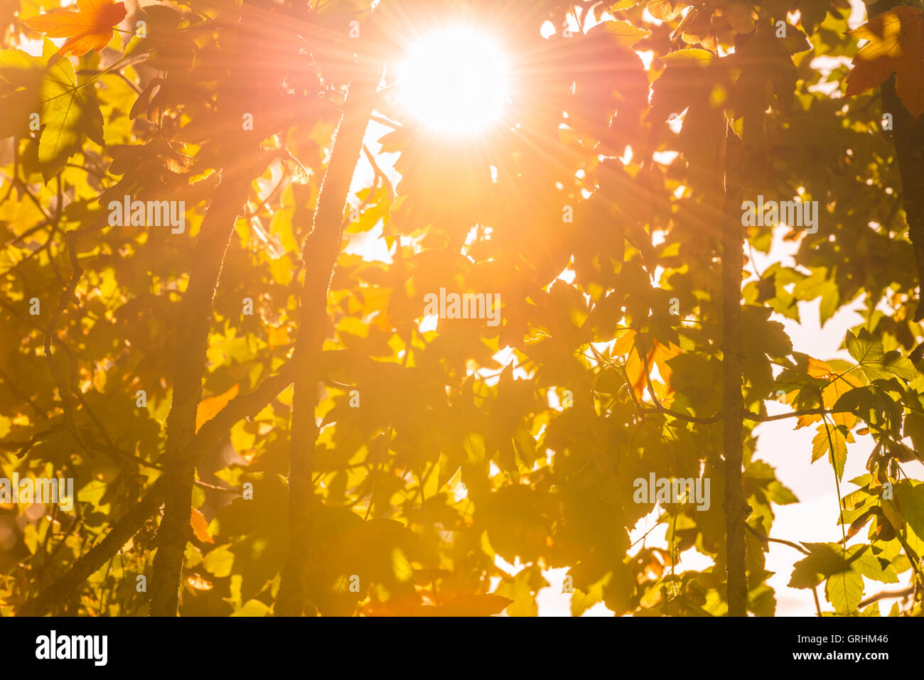 Bright sun through autumn leaves Stock Photo - Alamy