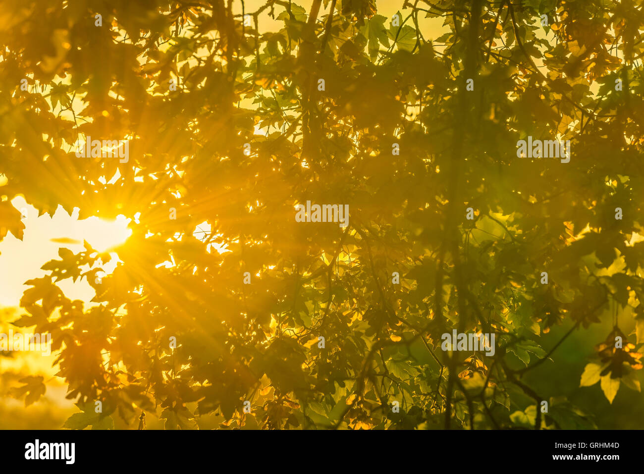 Sun rays through tree branches and leaves Stock Photo - Alamy
