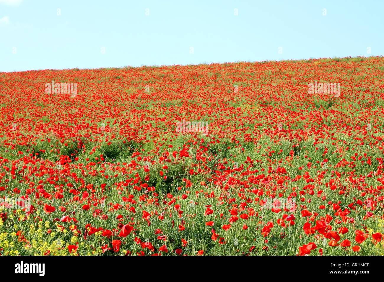 Red poppy flower field Stock Photo - Alamy