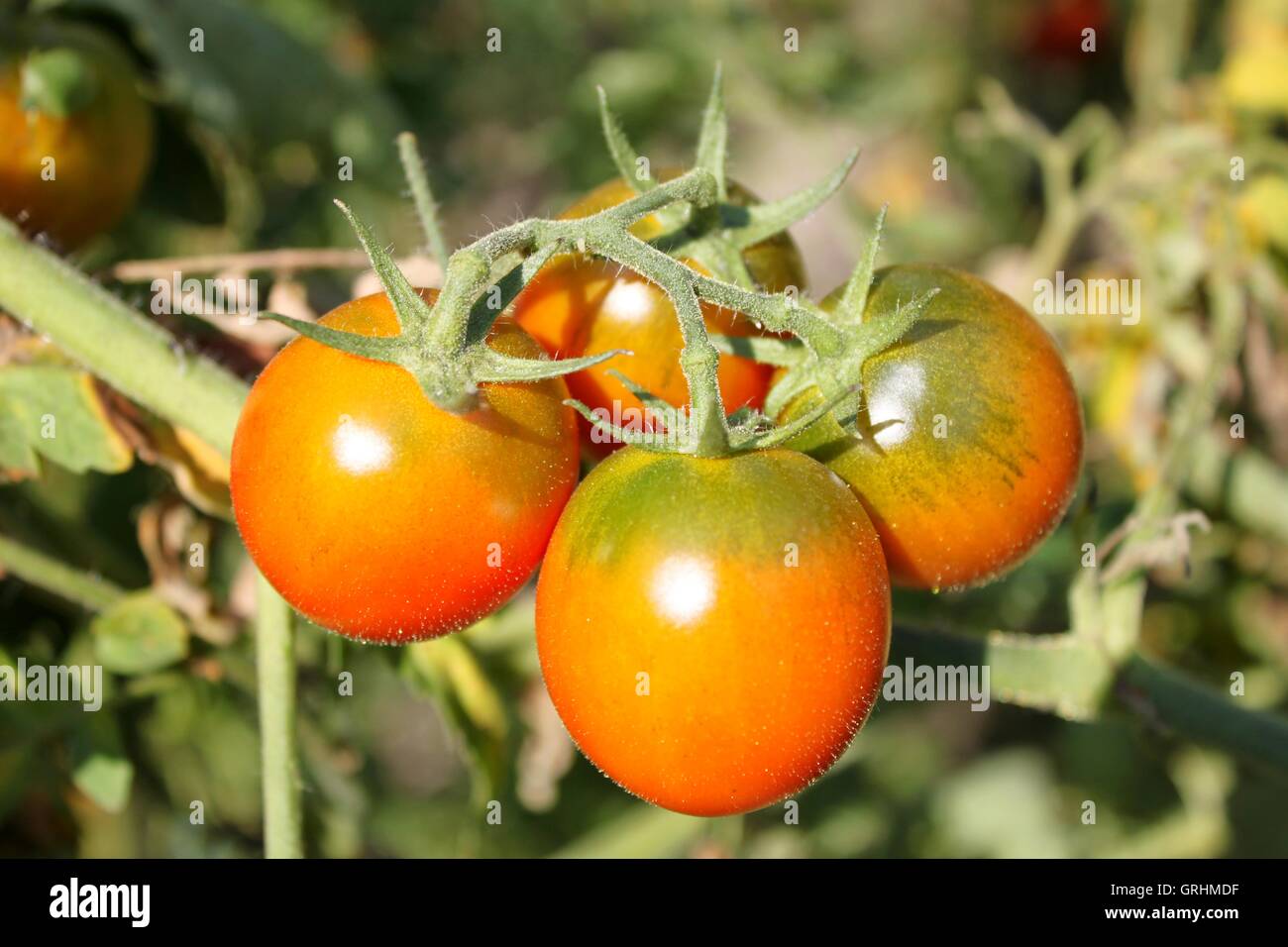 Tomato on vine Stock Photo - Alamy