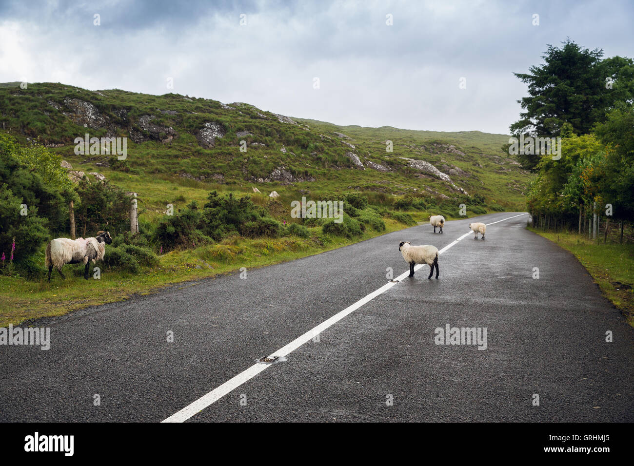 Sheep on road ireland hi-res stock photography and images - Alamy