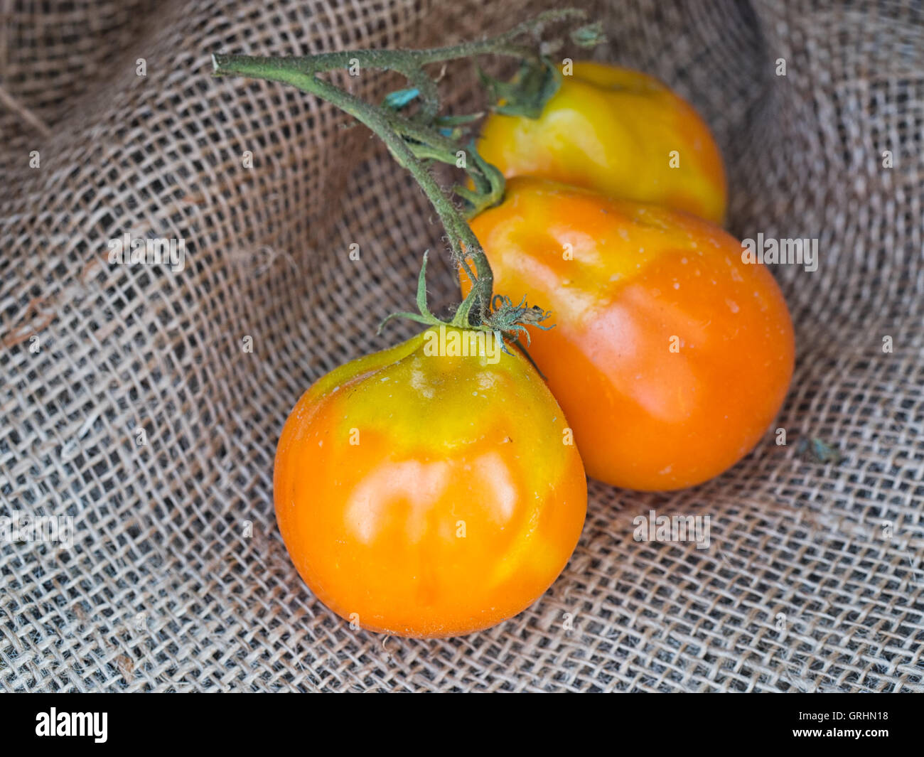 Tomatoes from China. Half Moon cultivar Stock Photo - Alamy