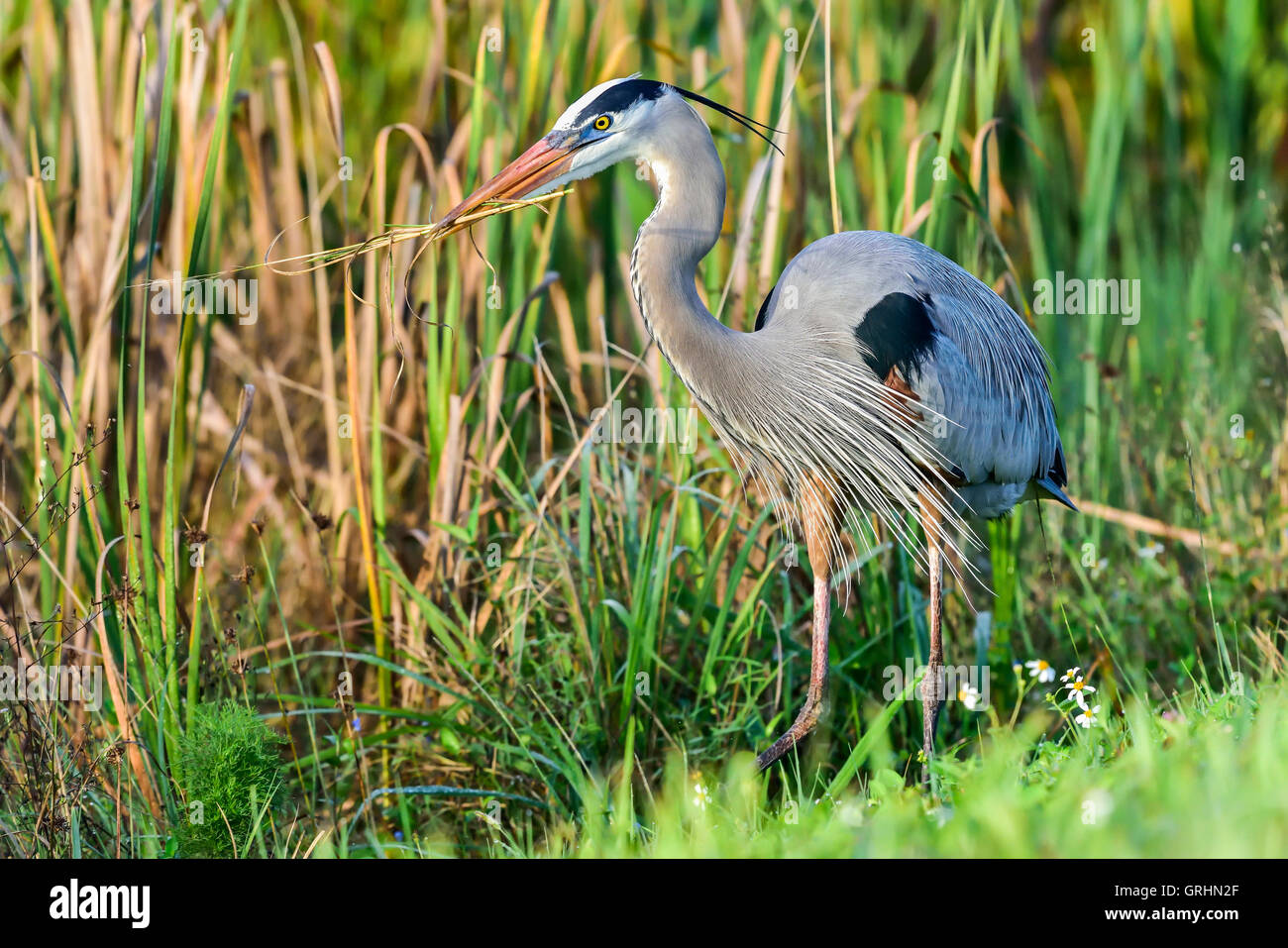 Blue Heron Stock Photos & Blue Heron Stock Images - Alamy