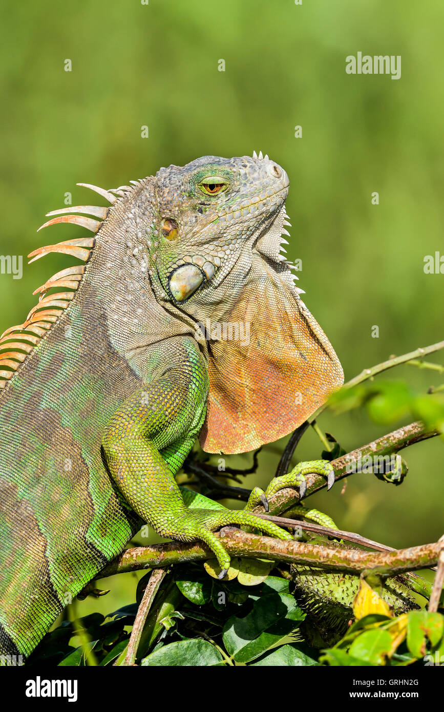 Iguana tree wilderness hi-res stock photography and images - Alamy