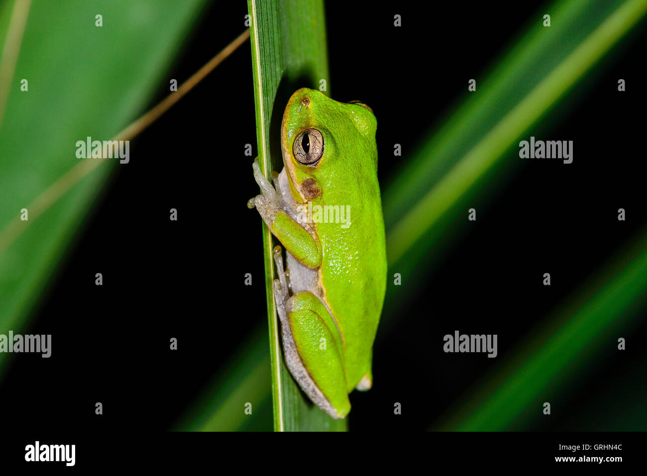 Small green frog hi-res stock photography and images - Alamy