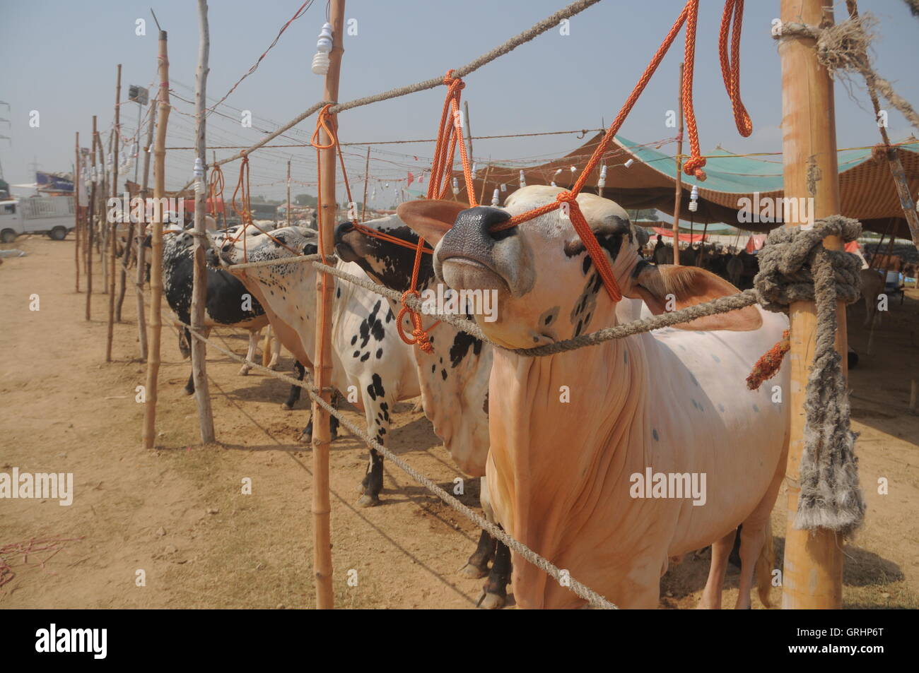 Islamabad, Pakistan. 07th Sep, 2016. The "Sacrifice Feast" also known ...