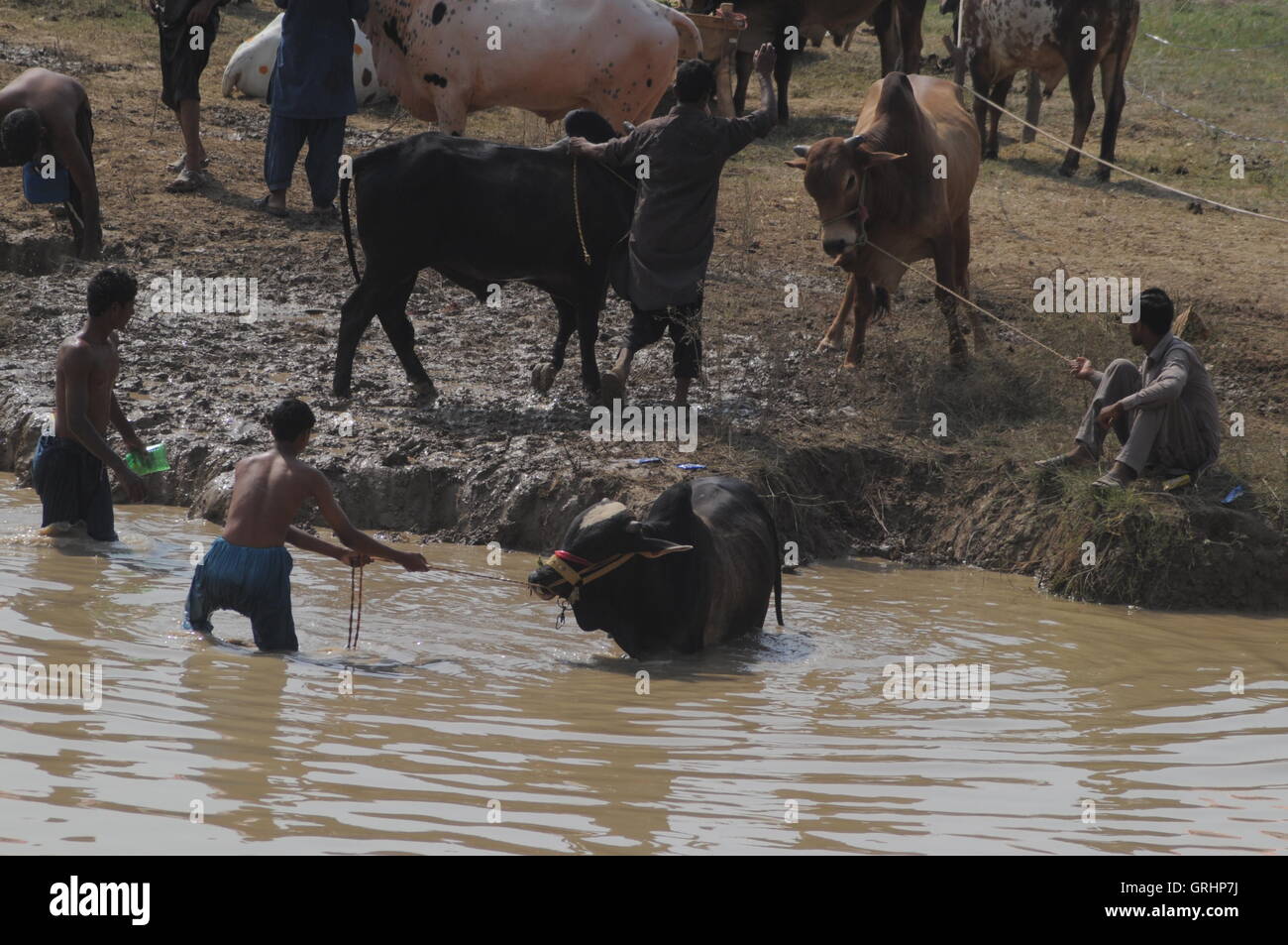 Islamabad, Pakistan. 07th Sep, 2016. The "Sacrifice Feast" also known ...