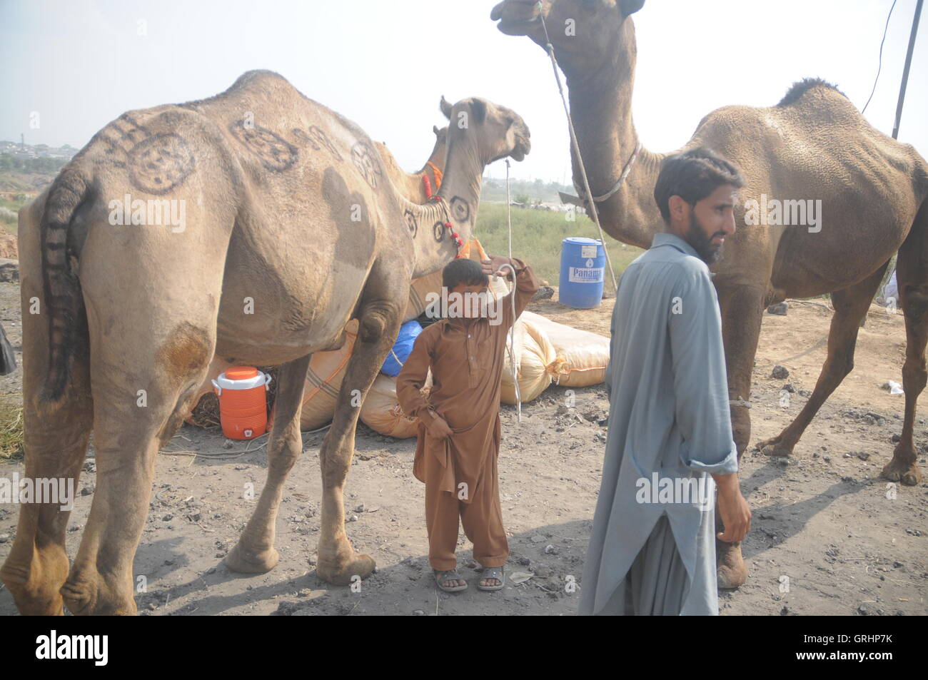 Islamabad, Pakistan. 07th Sep, 2016. The "Sacrifice Feast" also known ...